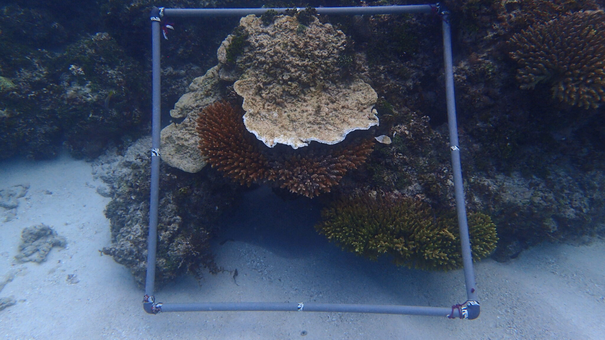 Watamu Marine National Park – coral quadrats – Gifts with a Difference