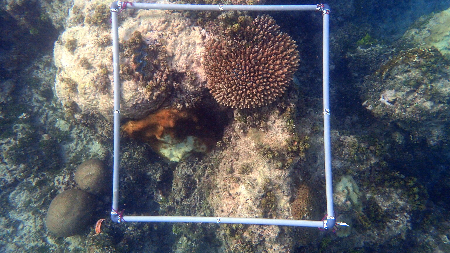 Watamu Marine National Park – coral quadrats – Gifts with a Difference